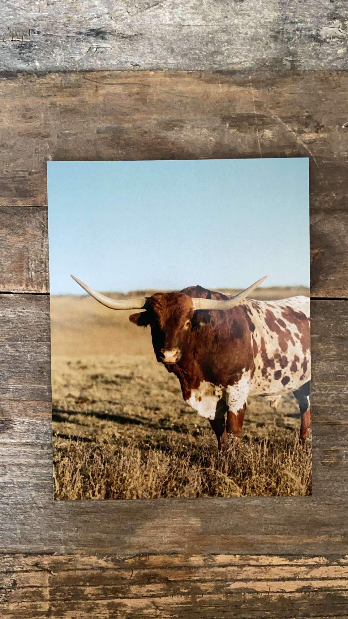 "Old Man" Postcard Magnet – The Kindred Wolf